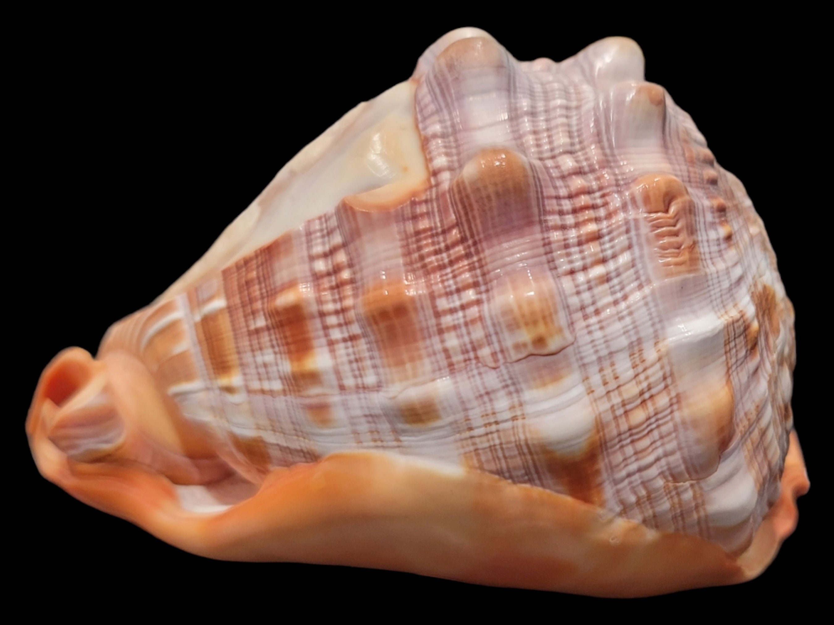 Vintage Italian Hand Carved Conch Shell Cameo Stunning - Etsy