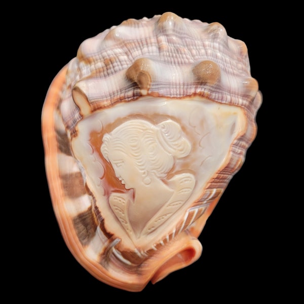 Conch Shell Art - Etsy