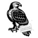 Hawk SVG Bundle - Etsy