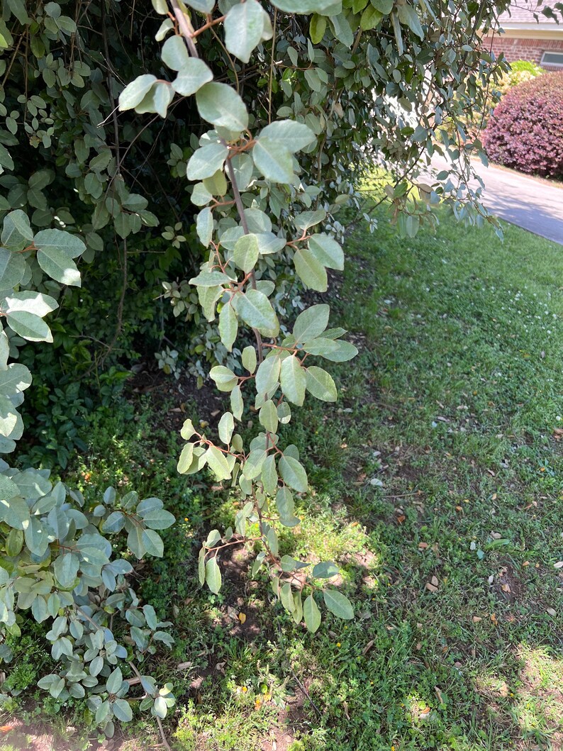 Elaeagnus (aka Silverberry) Vines - Etsy