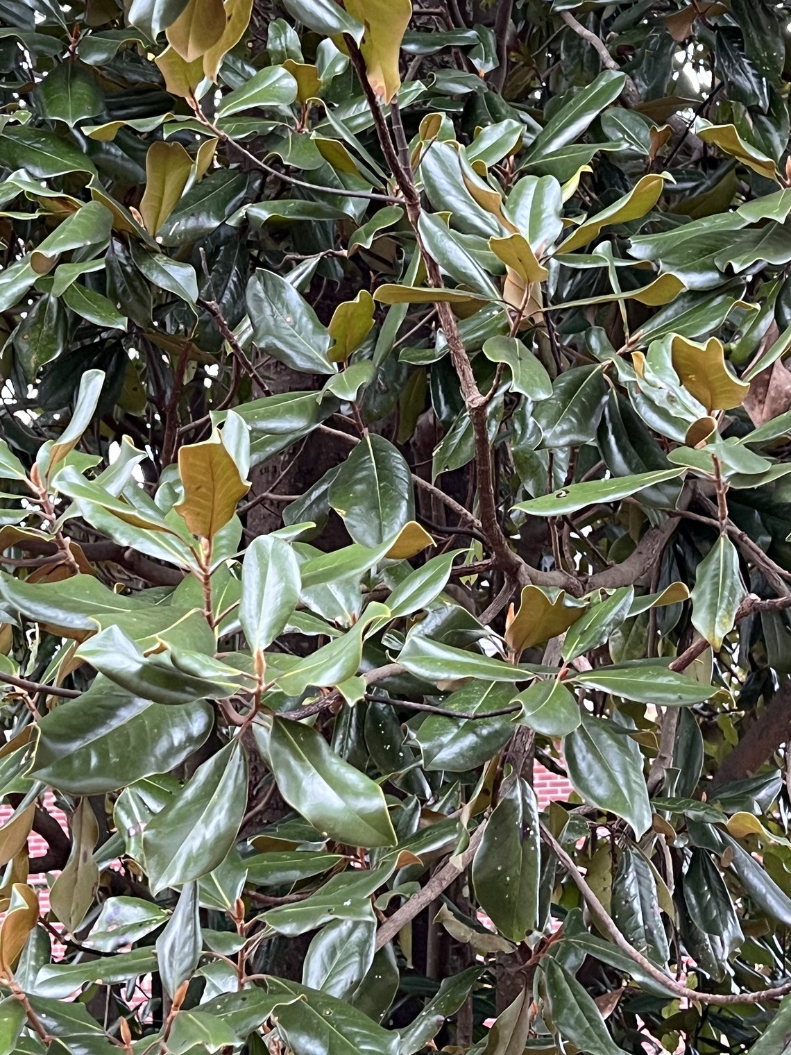 Fresh Cut Smilax Vines and Magnolia Leaves and Branches Shipping ...