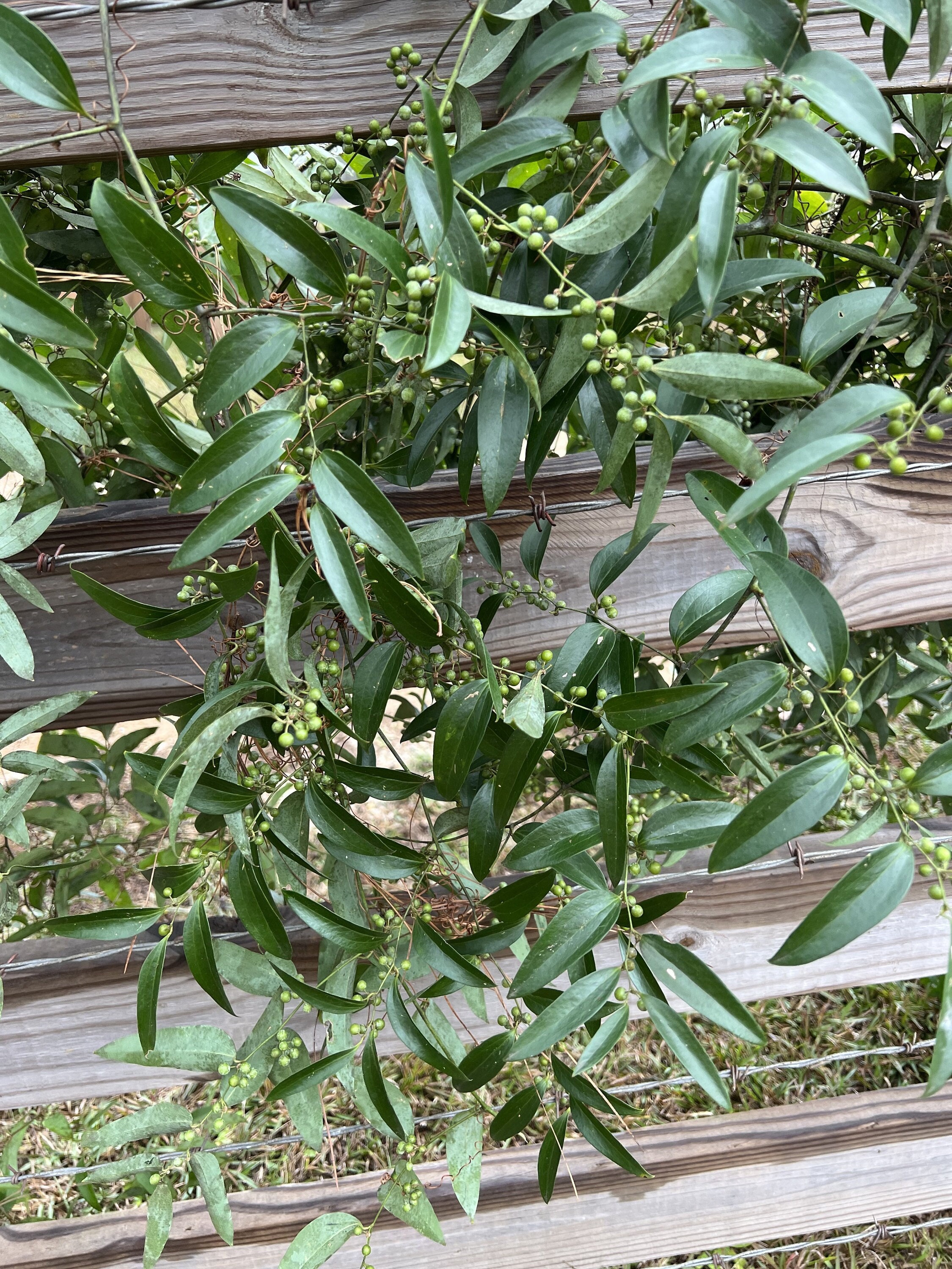 Fresh Cut Smilax Vines and Magnolia Leaves and Branches - Ground ...