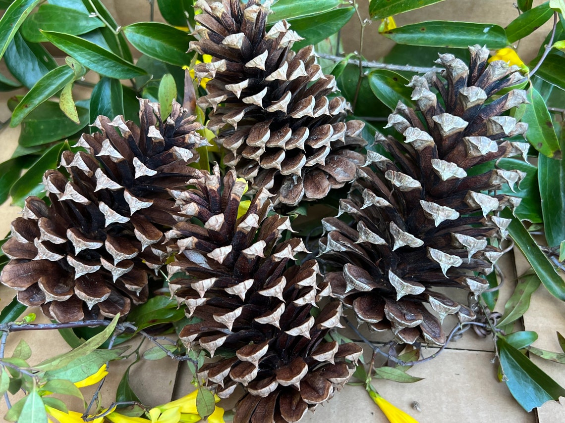 Longleaf Pine Cones, Hand Selected, 2-4" Qty 10 - Etsy