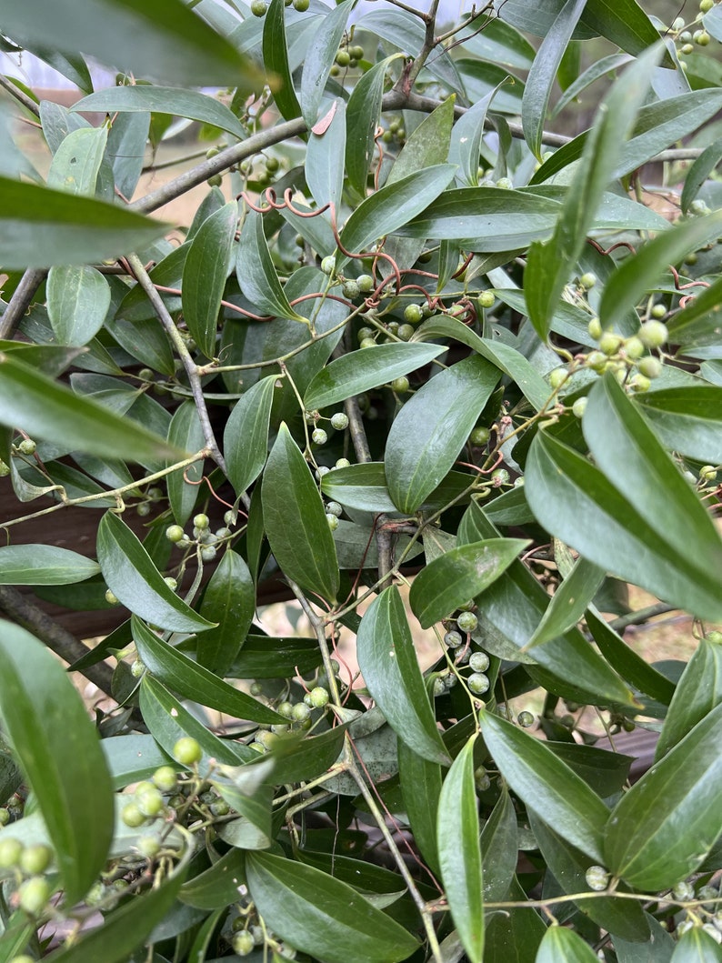 Fresh Cut Smilax Vines and Magnolia Leaves and Branches - Ground ...