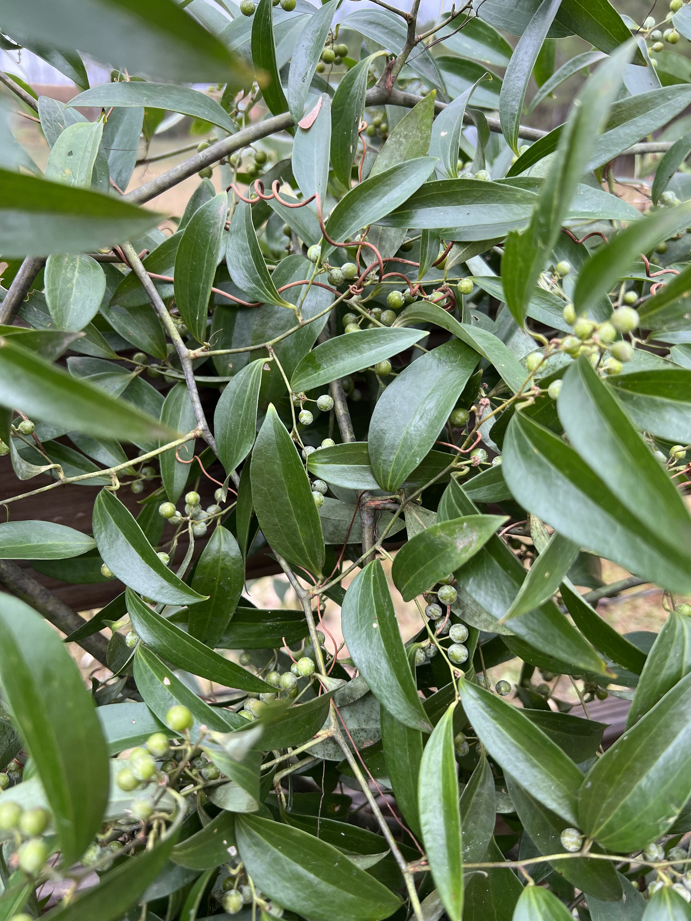 Fresh Cut Smilax Vines and Magnolia Leaves and Branches - Ground ...