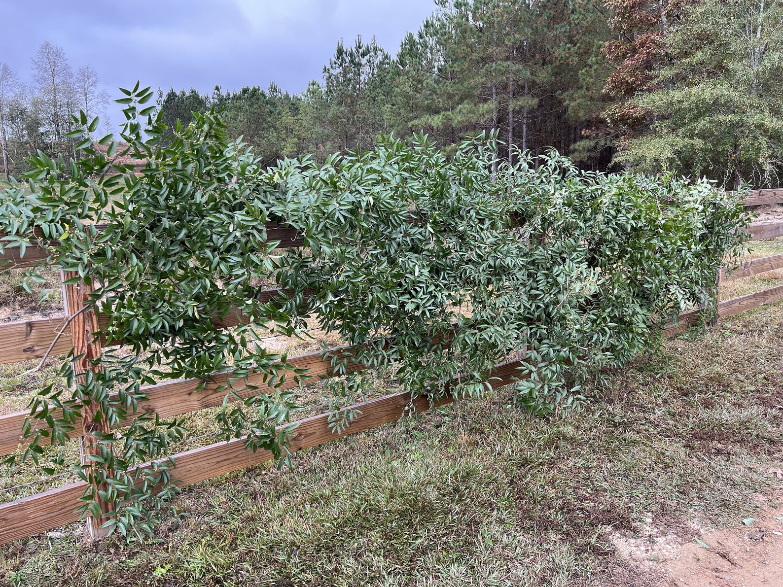 Fresh Cut Smilax Vines and Magnolia Leaves and Branches - Ground ...