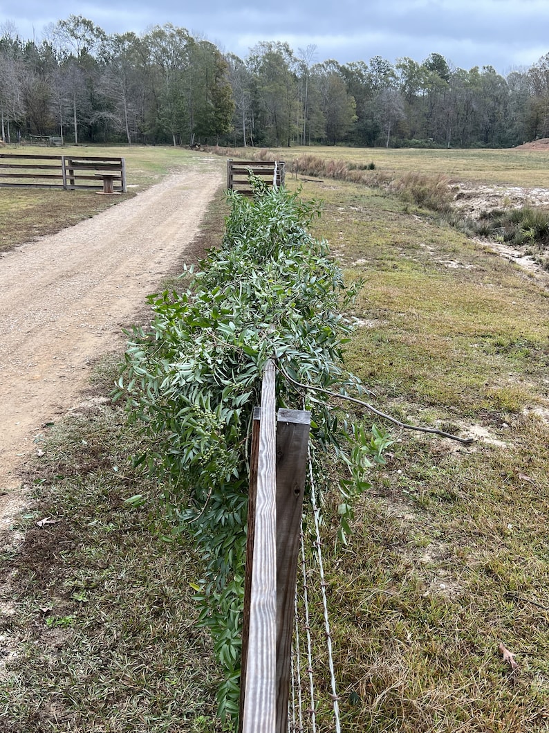 Fresh Cut Smilax Vines and Magnolia Leaves and Branches - Ground ...