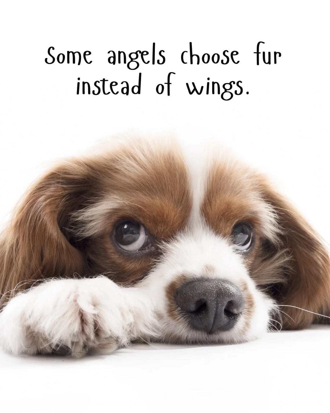 Dog Quote Instagram Templates | Editable Canva Designs (instant ...