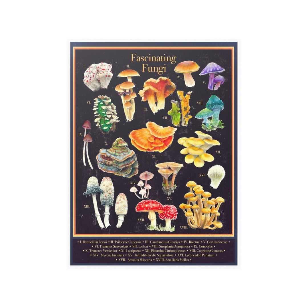 Fascinating Fungi Scientific Poster - Etsy