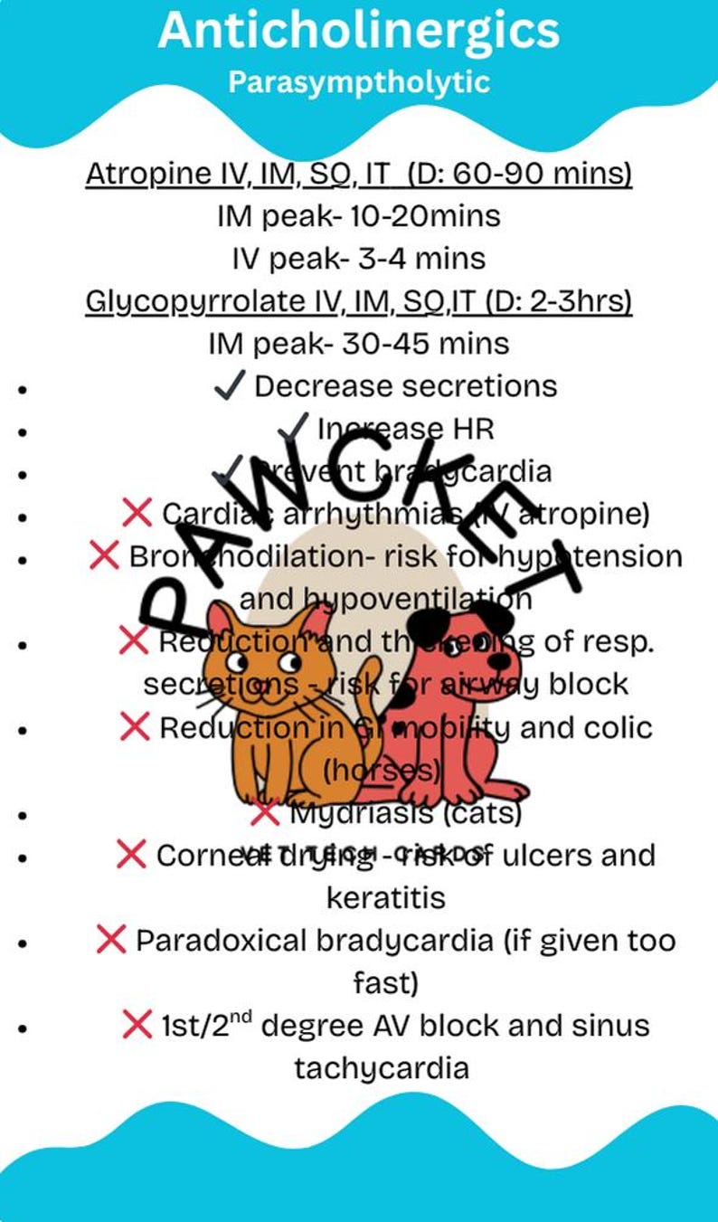 Vet Tech Study/ Flash Cards- Digital Template - Etsy