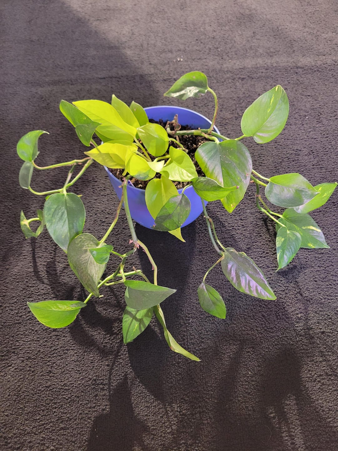 Mixed Pothos Plant – Organically Grown in a 8" Pot - Live Houseplant ...