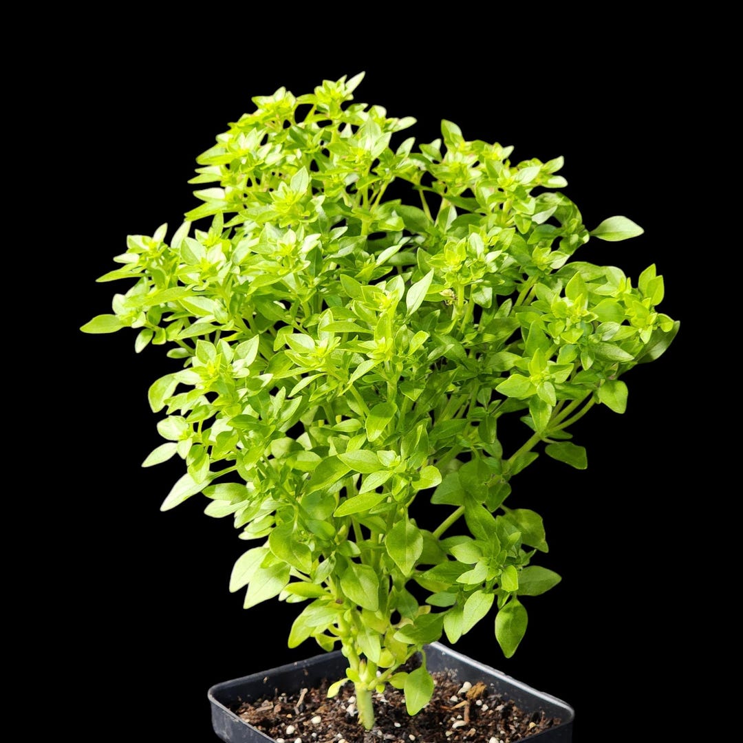 Spicy Globe Basil: Compact Size With Bold Flavor Live Basil Plants ...