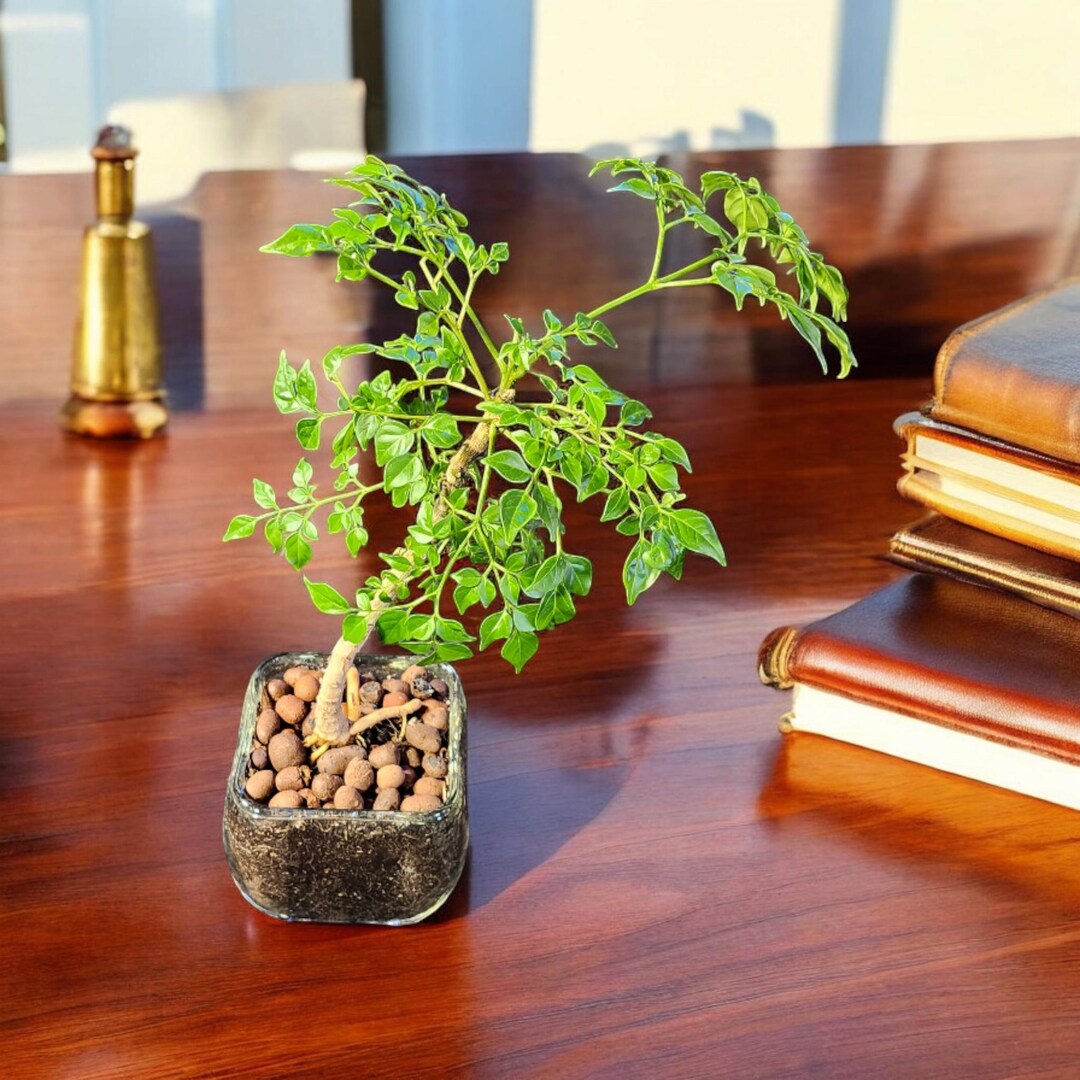 China Doll Bonsai Tree - Elegant Miniature Tree in Pot - Live ...