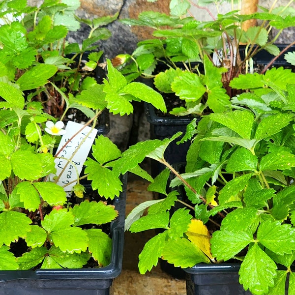 Fragaria - Etsy