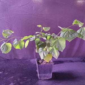 Tree Collection Eastern Redbud: Spring's First Blush 5x5 Pot - Etsy