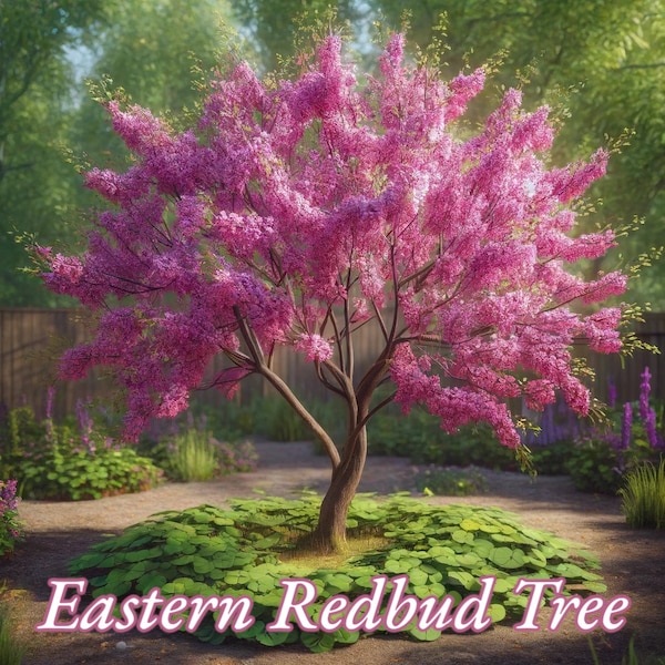 Redbud Tree - Etsy