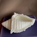 Seashell Conch Candle - Etsy