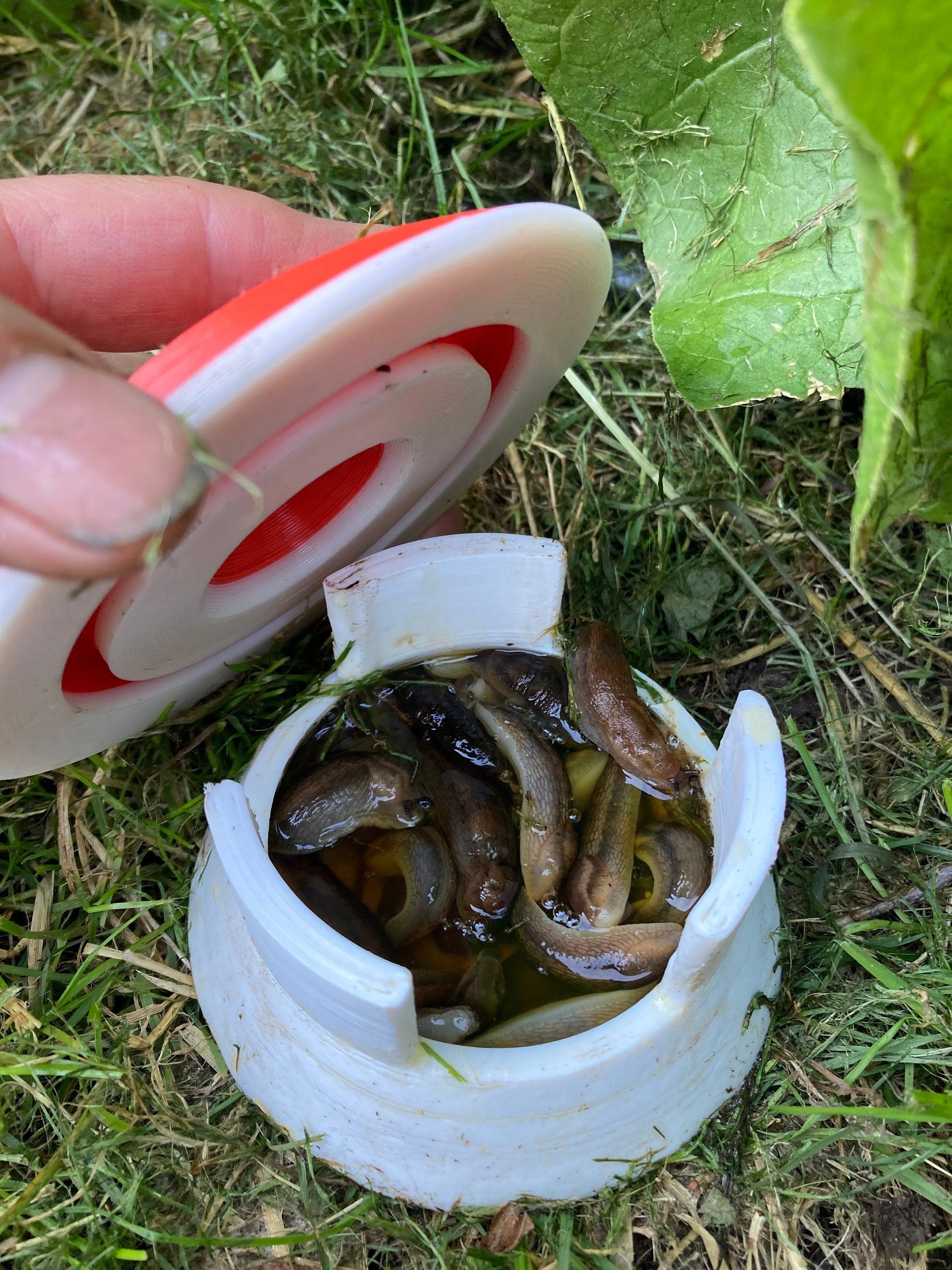 Dome-style Garden Slug Trap. Decorative Trap to Protect Flowers and ...