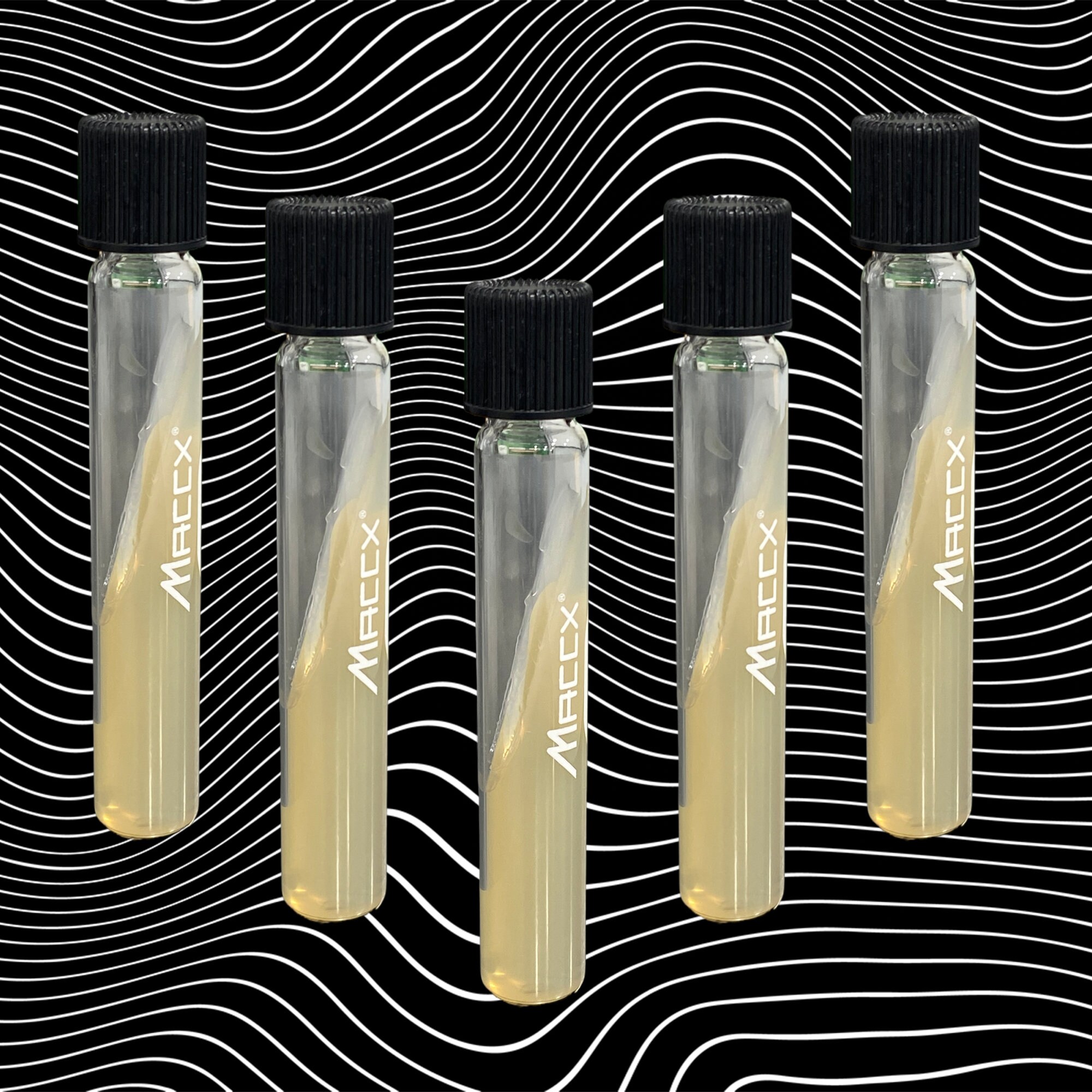 5 Sterile Malt Extract Agar MEA Slants for Mushroom Culture - Etsy