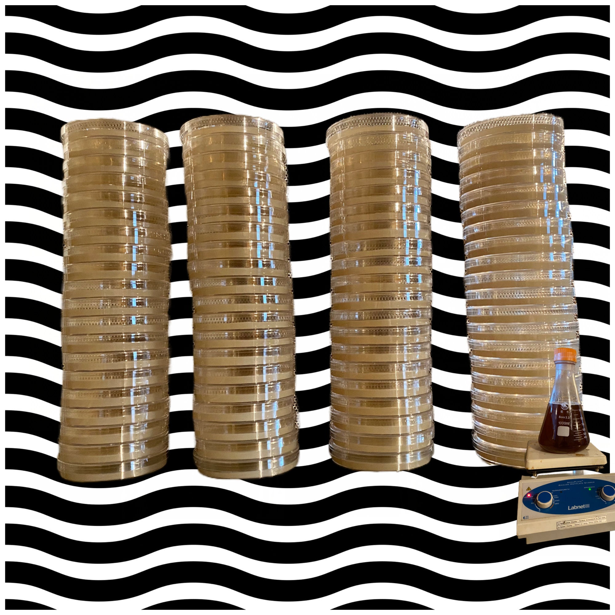 10 Malt Extract Agar With Nutritional Yeast MYA Plates, Pre-poured and ...