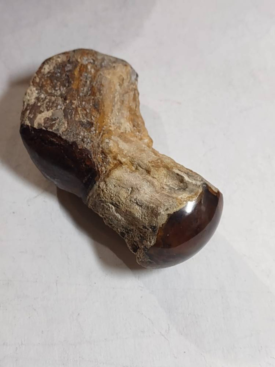 Petrified Wood Branch From Virgin Valley Polished Specimen - Etsy