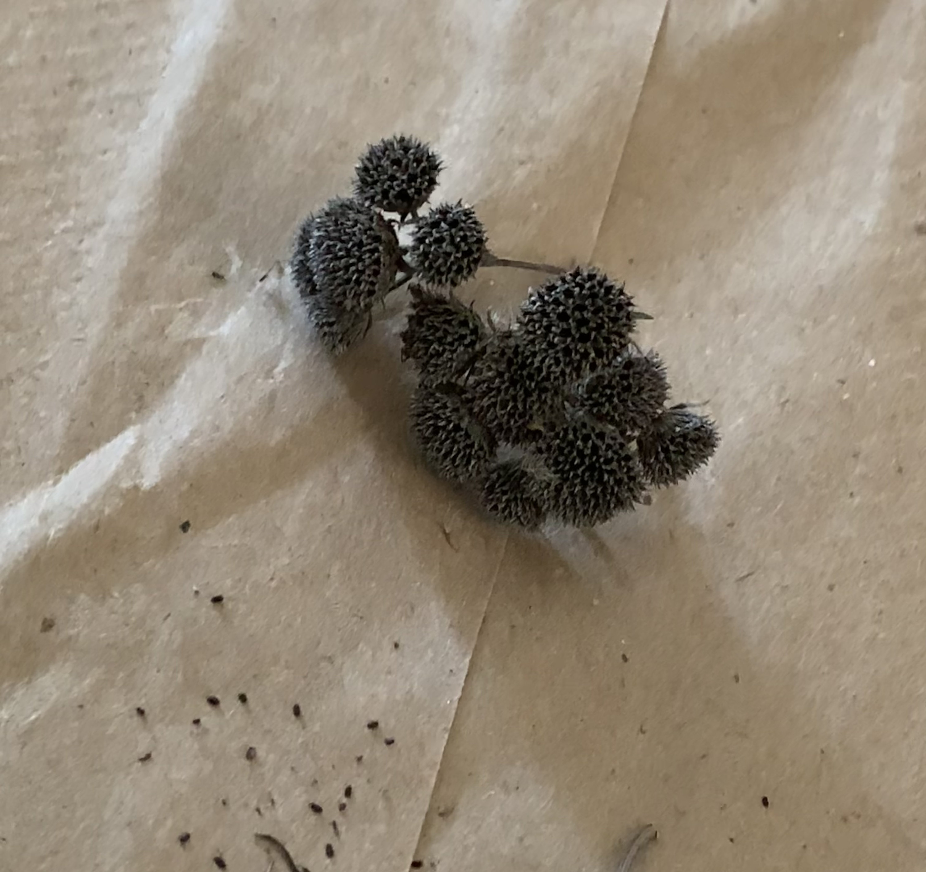 Mountain Mint Seeds Pycnanthemum Virginianum - Etsy