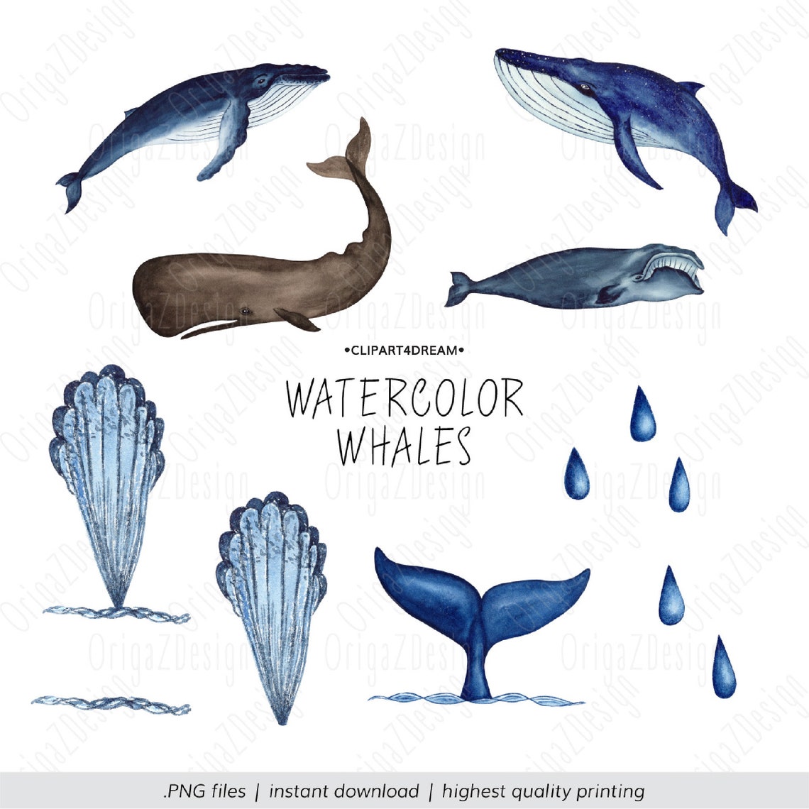 Whale Clipart Ocean Life Clipart Blue Whale Sperm Whale - Etsy