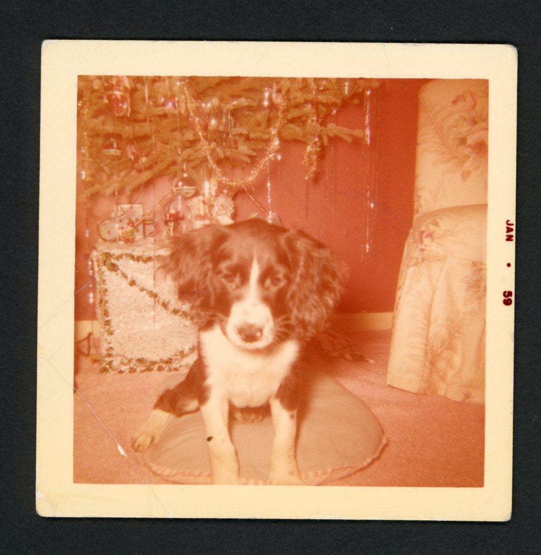 Cute Floppy Eared Puppy Sitting Under the Christmas Tree Original ...