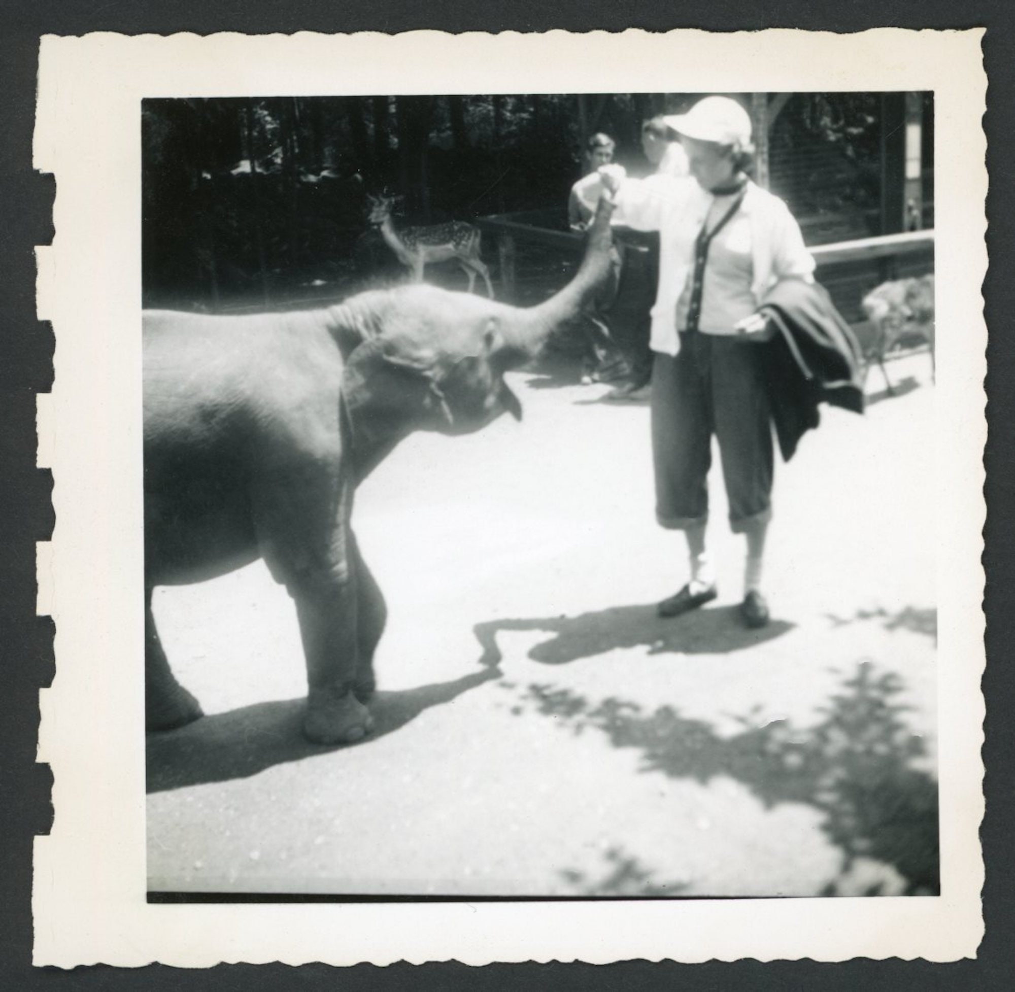Woman Touches Cute Baby Elephant Trunk Original Vintage Photo - Etsy