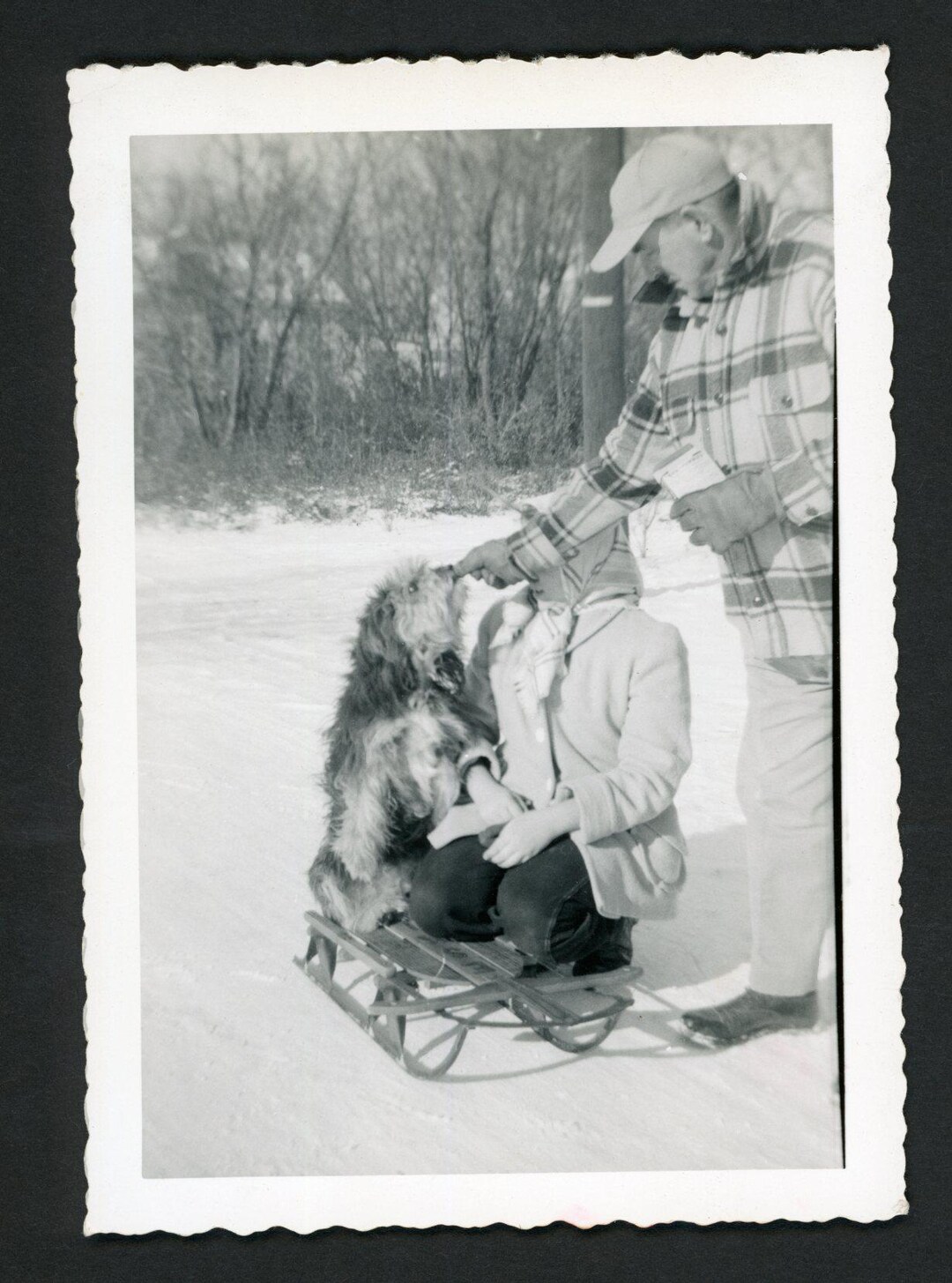 Nom! Man Giving Treat to Adorable Scruffy Dog on Sled Winter Snow ...