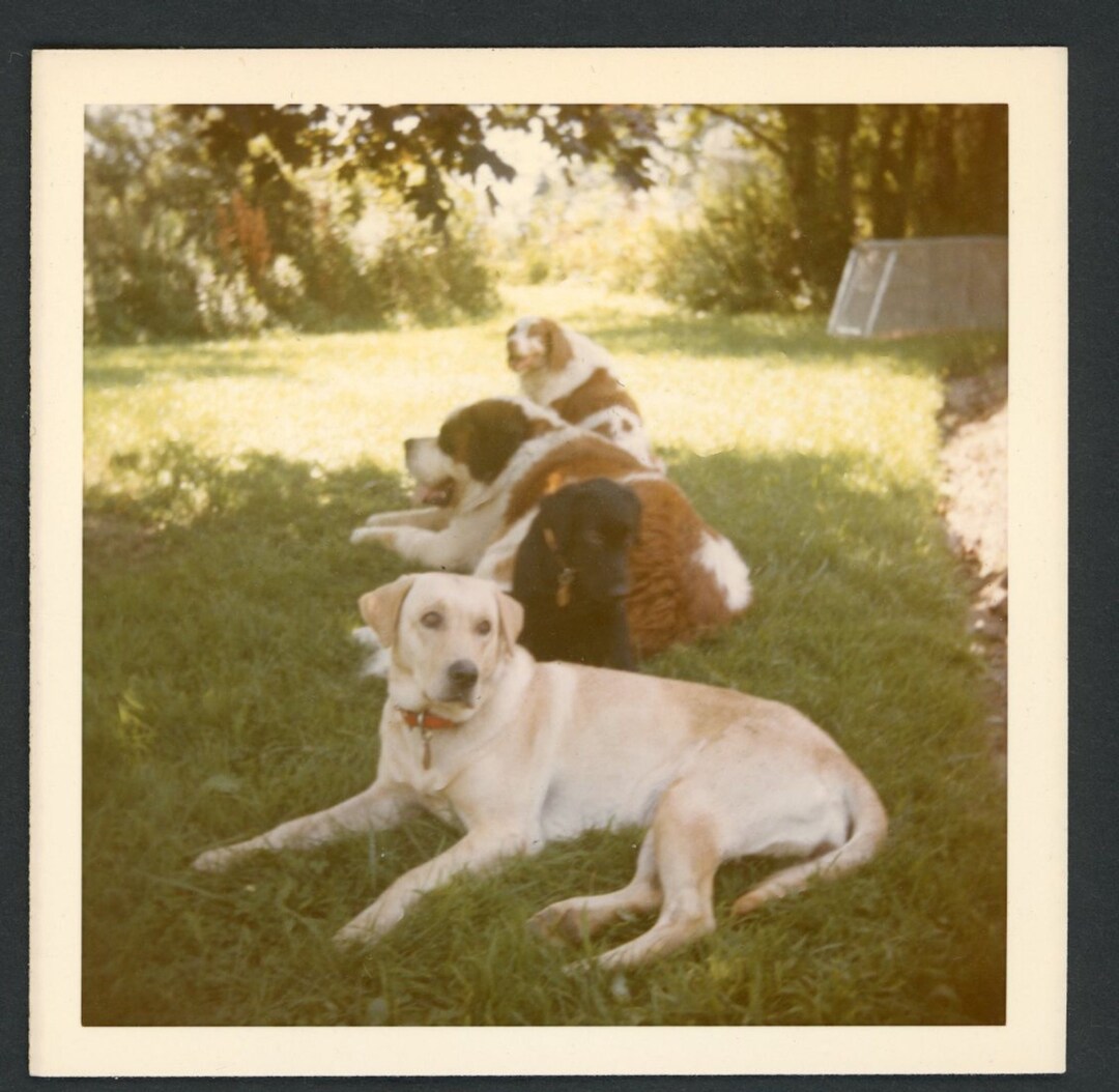 Group of Very Good Dogs Relax in the Shade Original Vintage Photo ...
