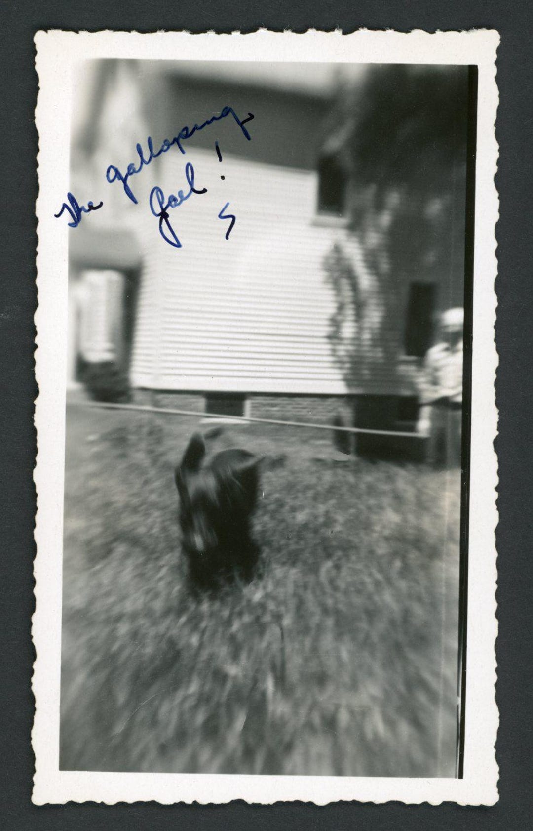 The Galloping Gal! Cute Dachshund Dog in Motion on Grassy Lawn Puppy ...