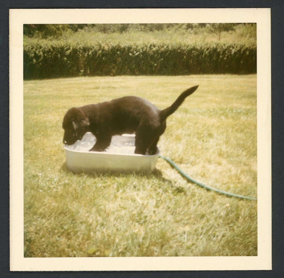 Adorable Black Labrador Puppy Standing in a Wash Basin on Green Lawn ...