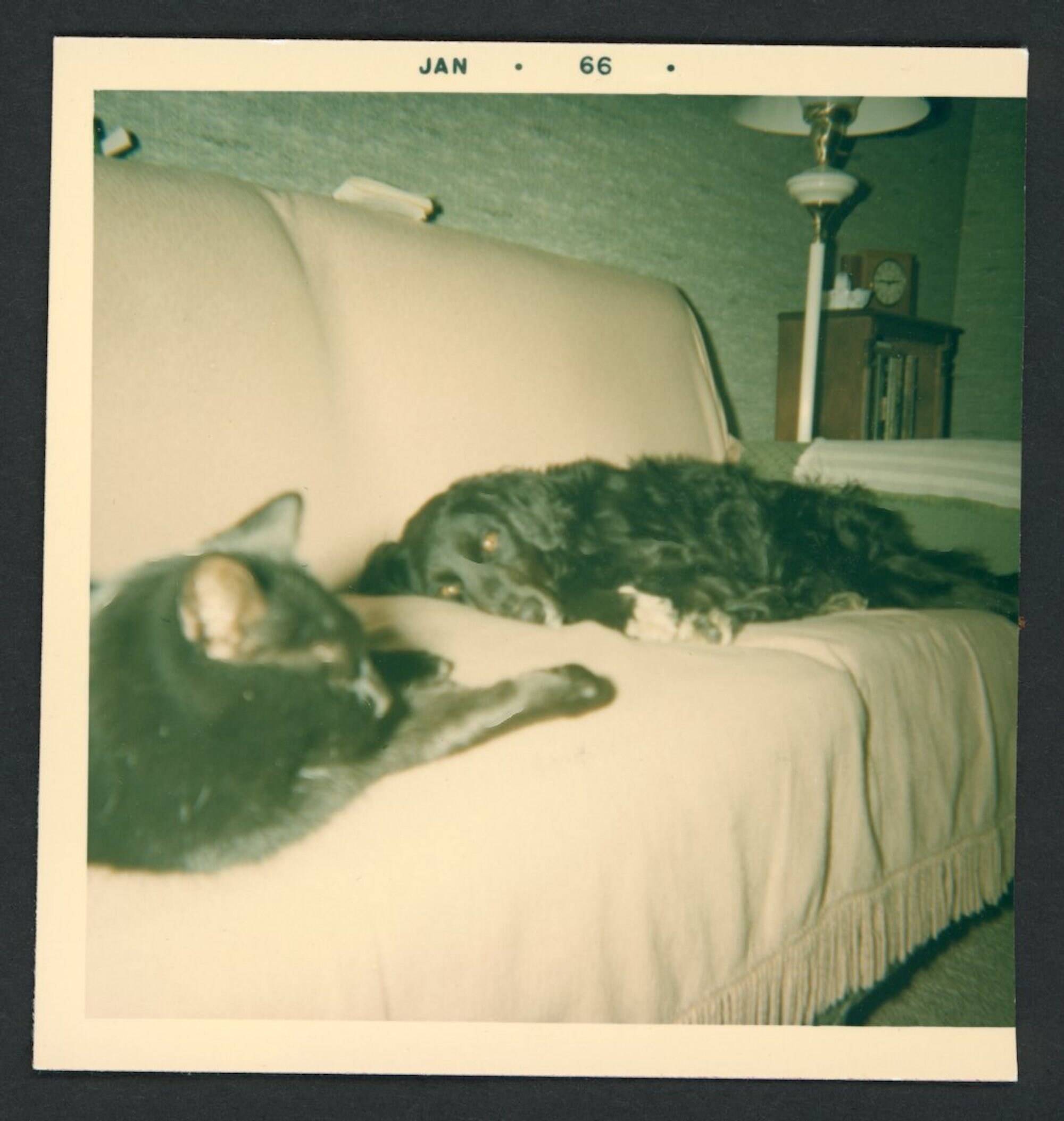 They're Almost Cuddling Black Cat and Suspicious Dog - Etsy