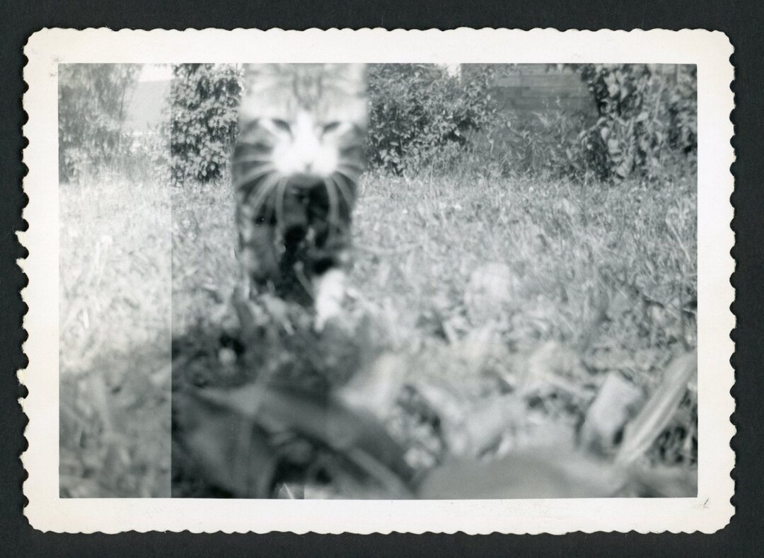 Kitty on the Prowl Blurry Abstract Cat Slinking Through the Grass ...