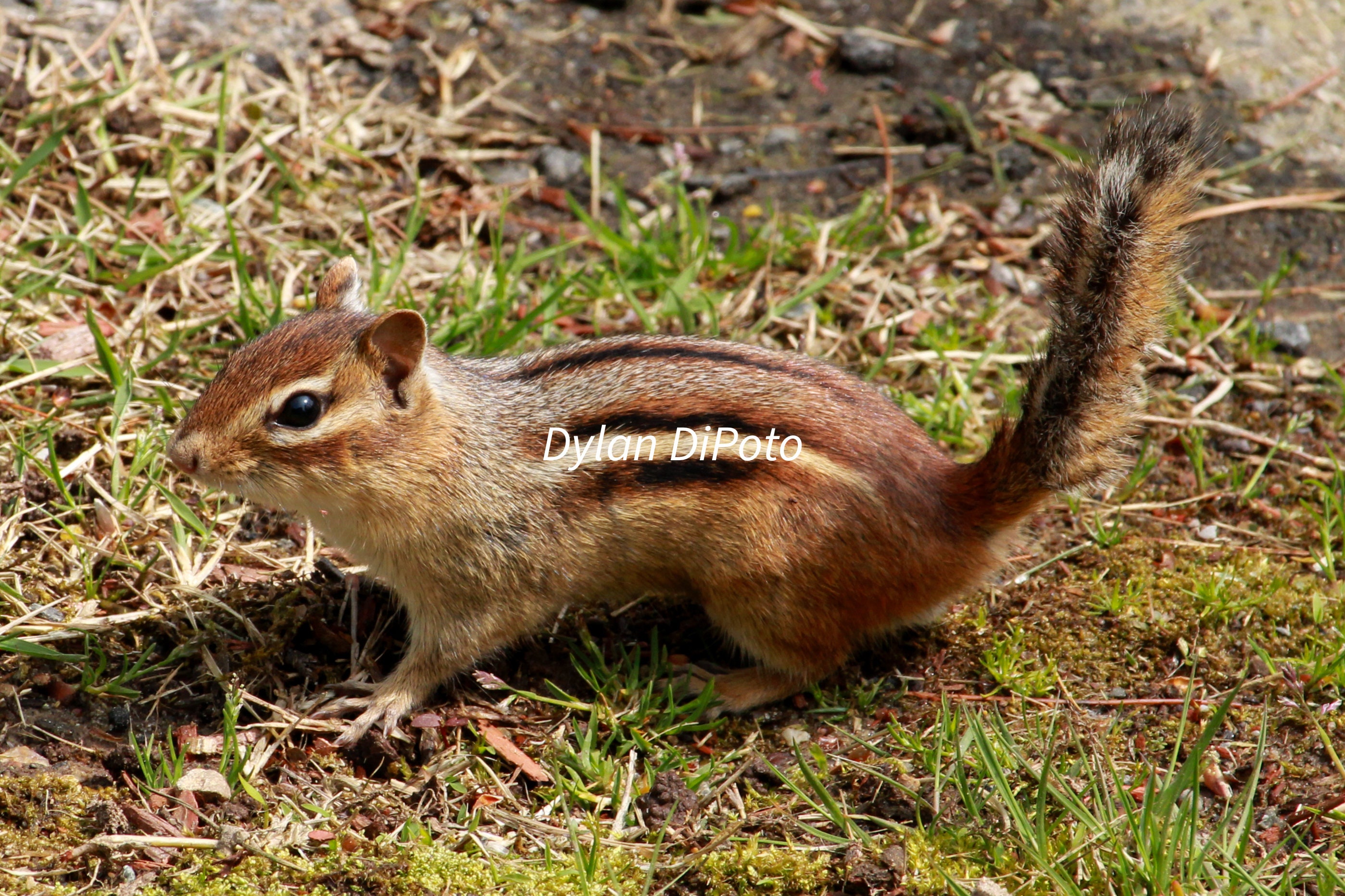 Small Chipmunk, Chipmunk Photograph, Nature Photography, Wildlife ...