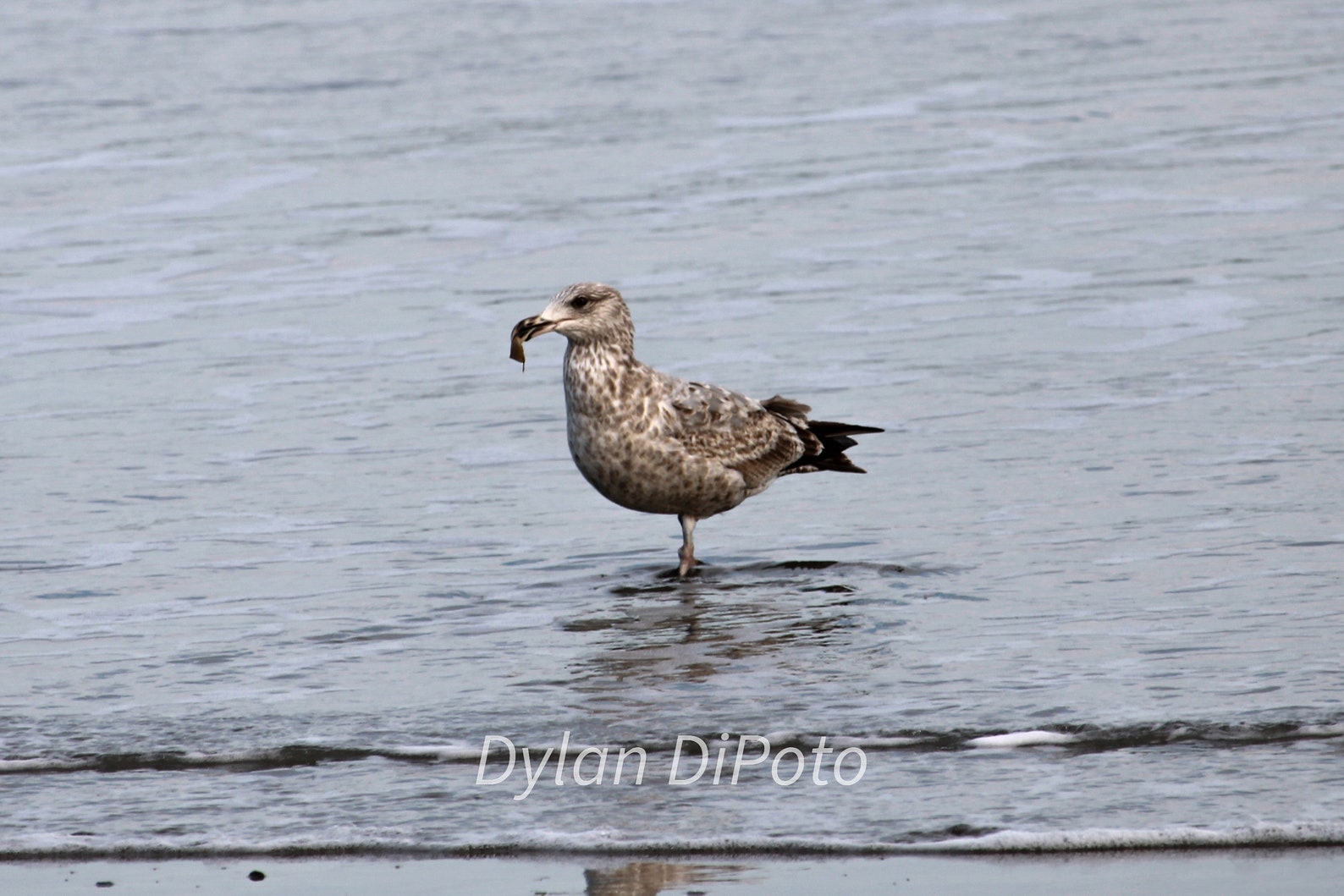 Seagull Collection, Seagull Photographs, Wildlife Photography, Rye NH, New Hampshire, Beach ...