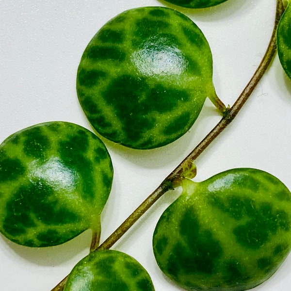 String of Turtles Plant - Etsy