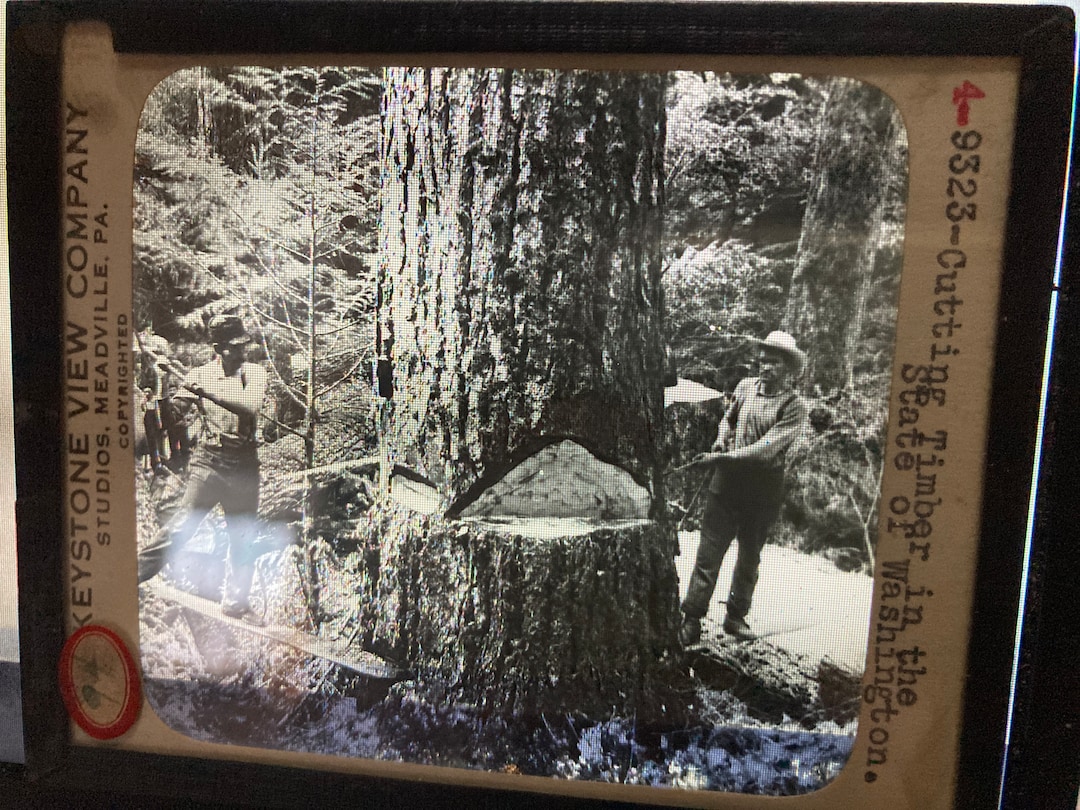 Cutting Timber in the State of Washington - Etsy