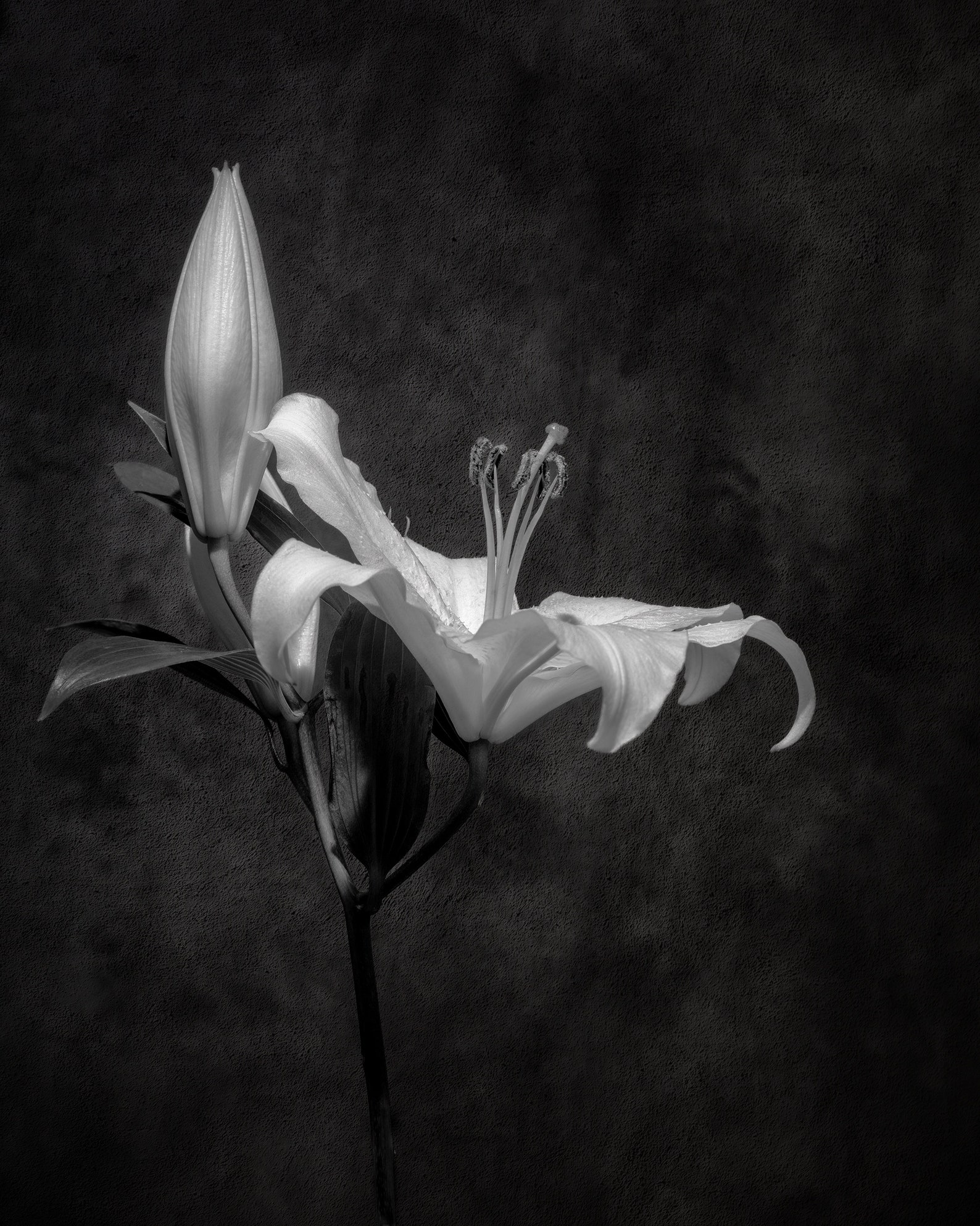Lily Flower Fine Art Photo Print, Floral Art, Flower Photo Print, Lily ...