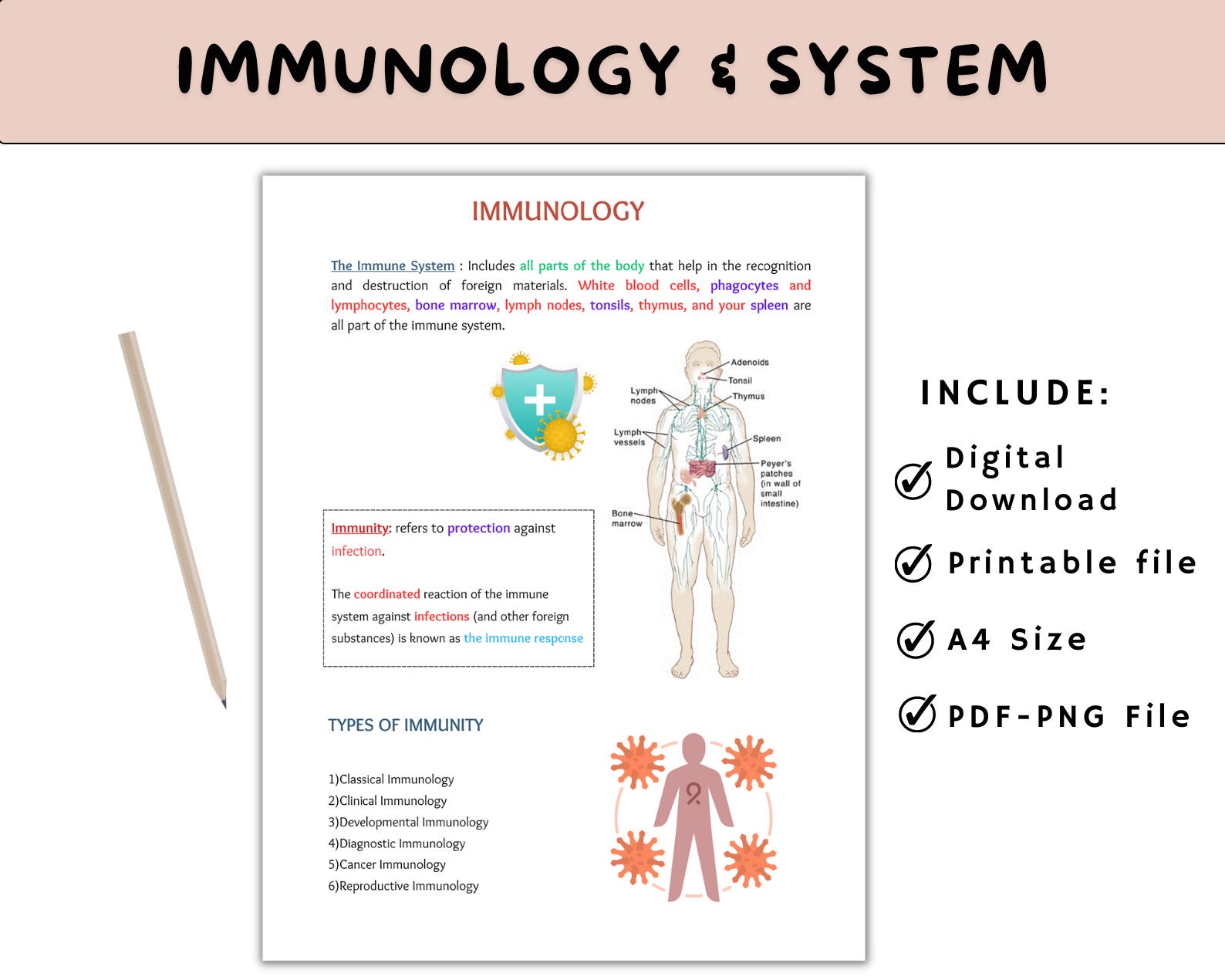 Immune System Study Notes- Anatomy and Physiology- Immunity- Med Surg ...