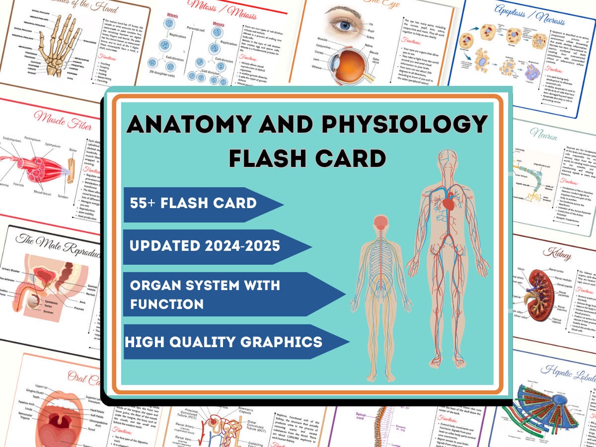 Anatomy & Physiology Flashcards-anatomy Study Guide- 55+ Topics ...