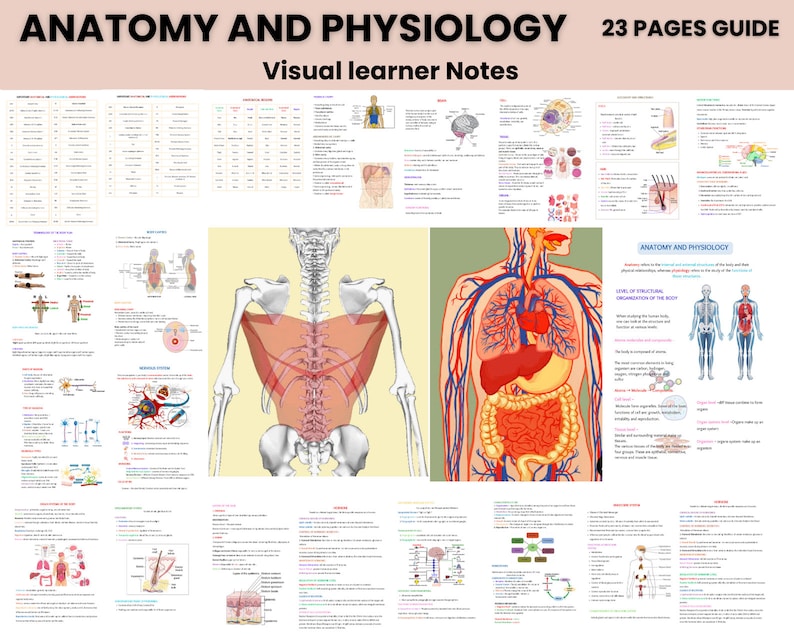 Complete Anatomy and Physiology Nursing, Anatomy Study Guide, Anatomy ...