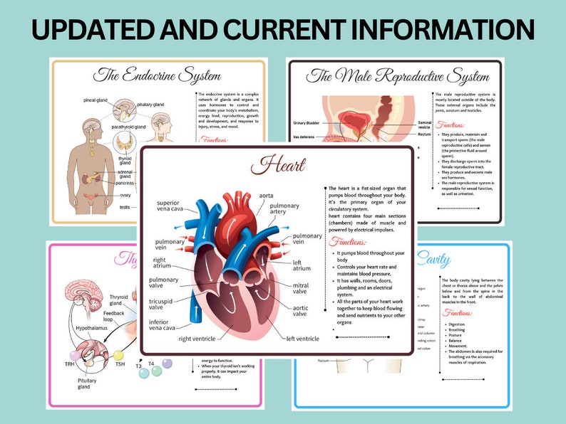 Anatomy & Physiology Flashcards-anatomy Study Guide- 55+ Topics ...