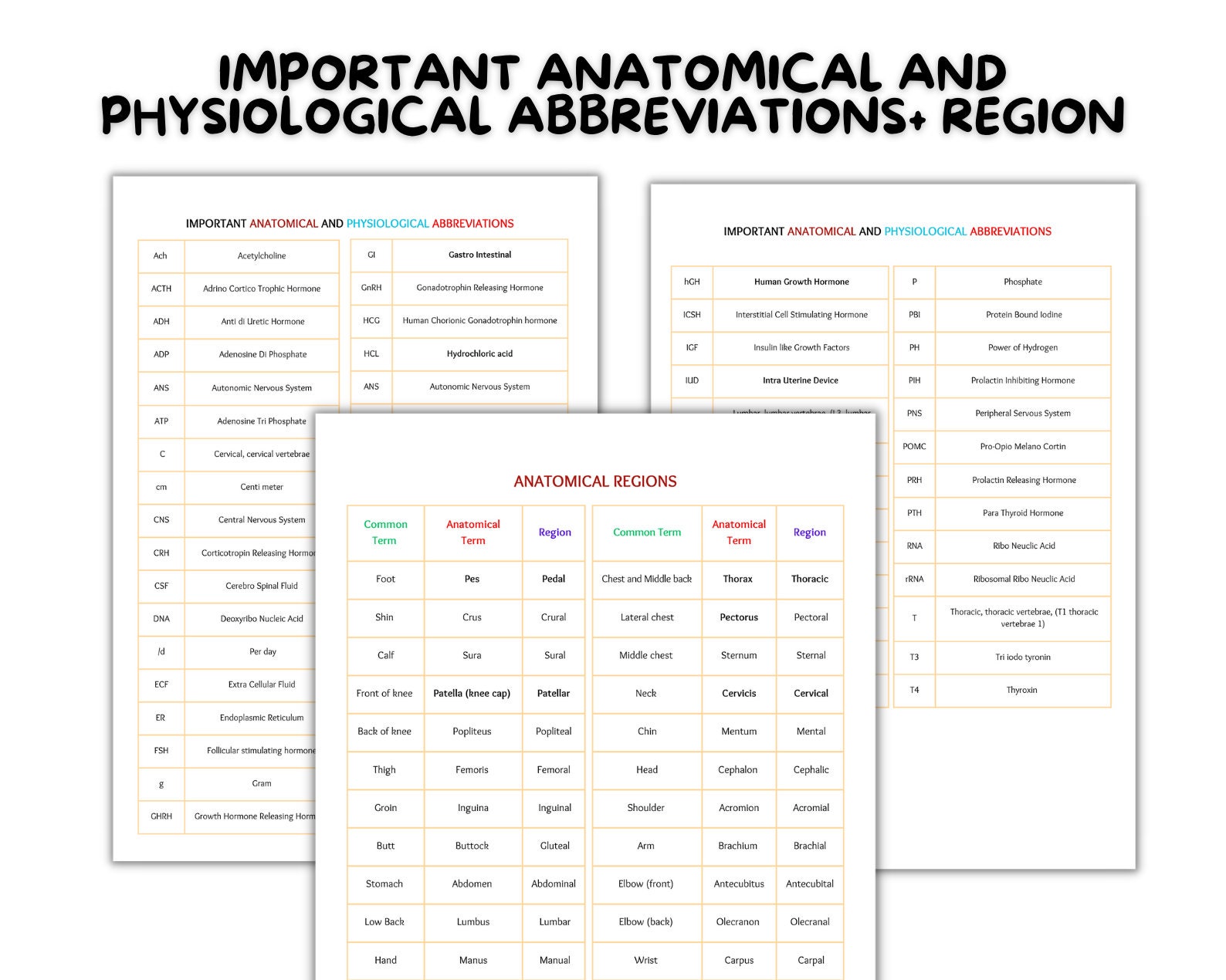 Complete Anatomy and Physiology Nursing, Anatomy Study Guide, Anatomy ...