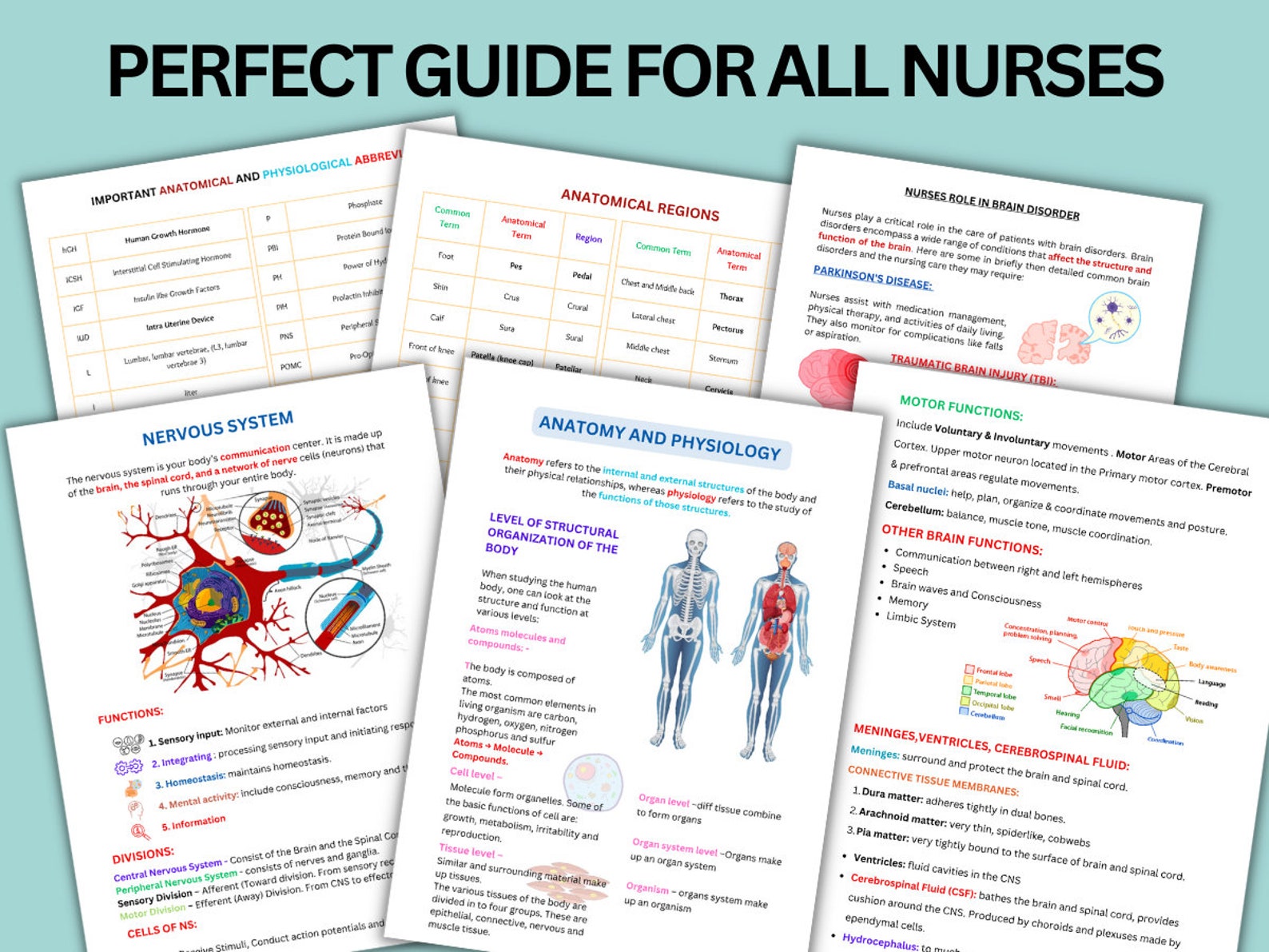 Ultimate Anatomy and Physiology, Anatomy Study Guide, Anatomy Notes ...