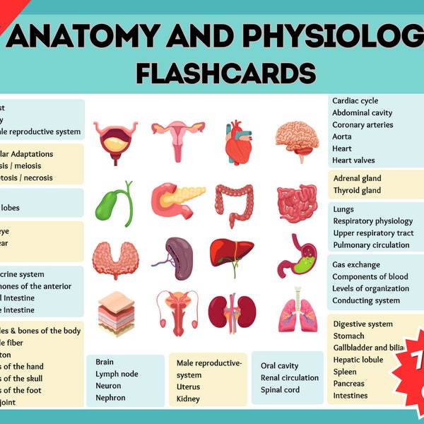 Anatomy Flashcards - Etsy