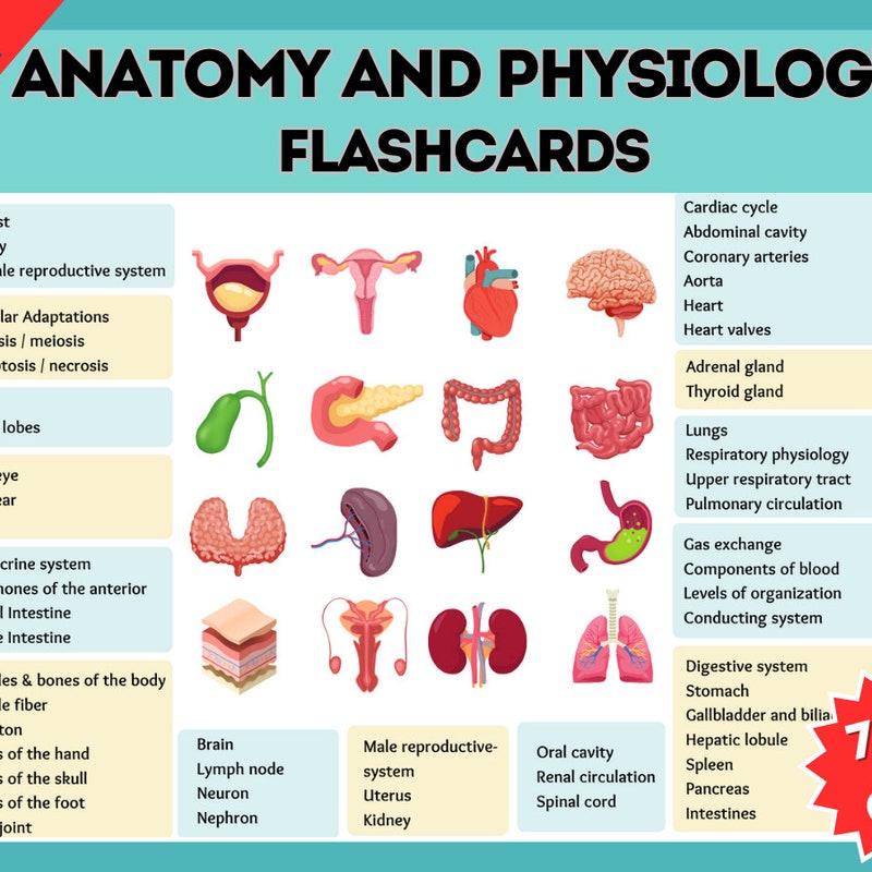Anatomy Flashcards - Etsy