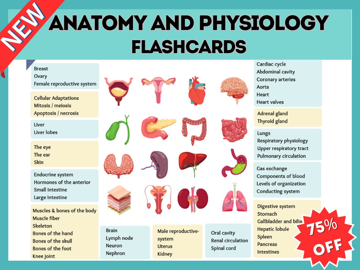 Anatomy & Physiology Flashcards-anatomy Study Guide- 55+ Topics ...
