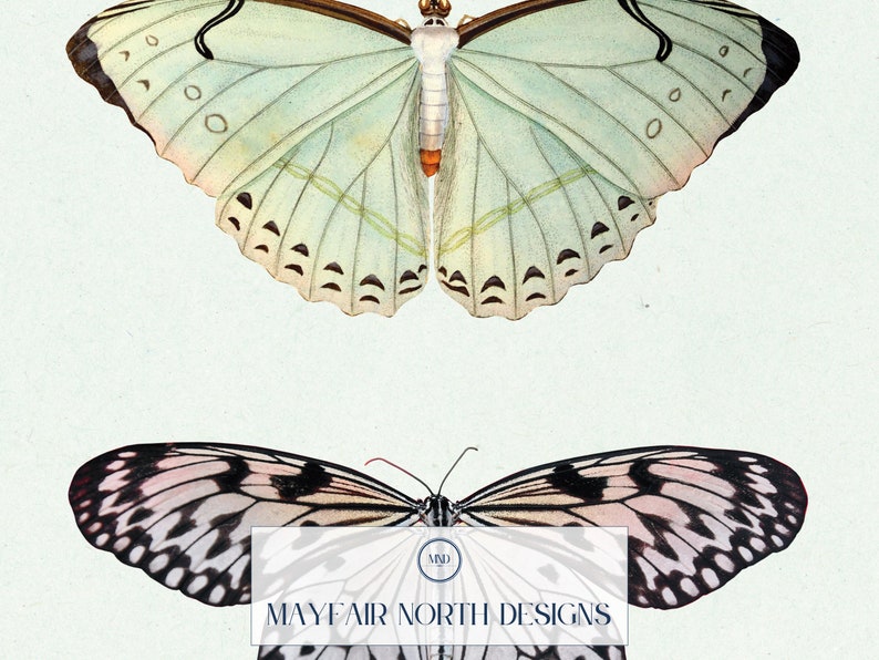 Les Papillons Art Print, Butterfly Wall Art, Vintage Butterfly Print ...